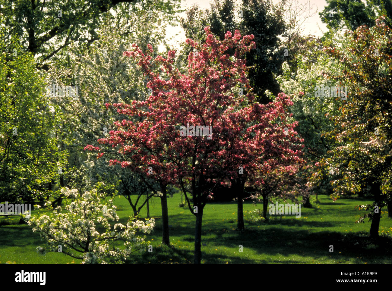 Flowering tree. Lake Harriet, Minneapolis, Minnesota Stock Photo - Alamy