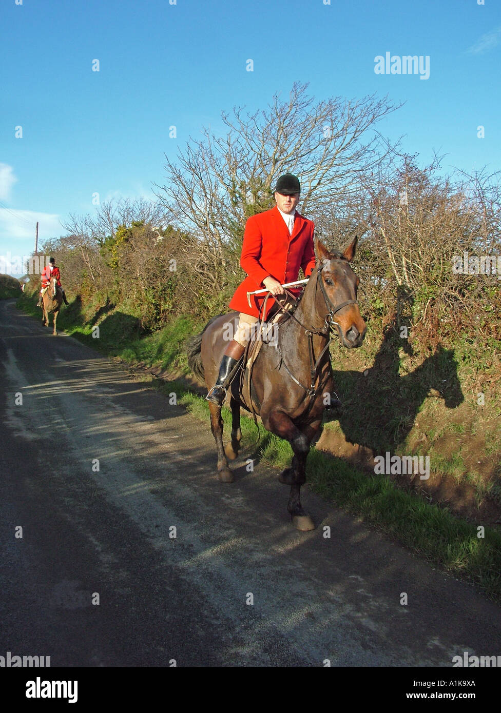 Hounds fox hunting wales uk hi-res stock photography and images - Alamy