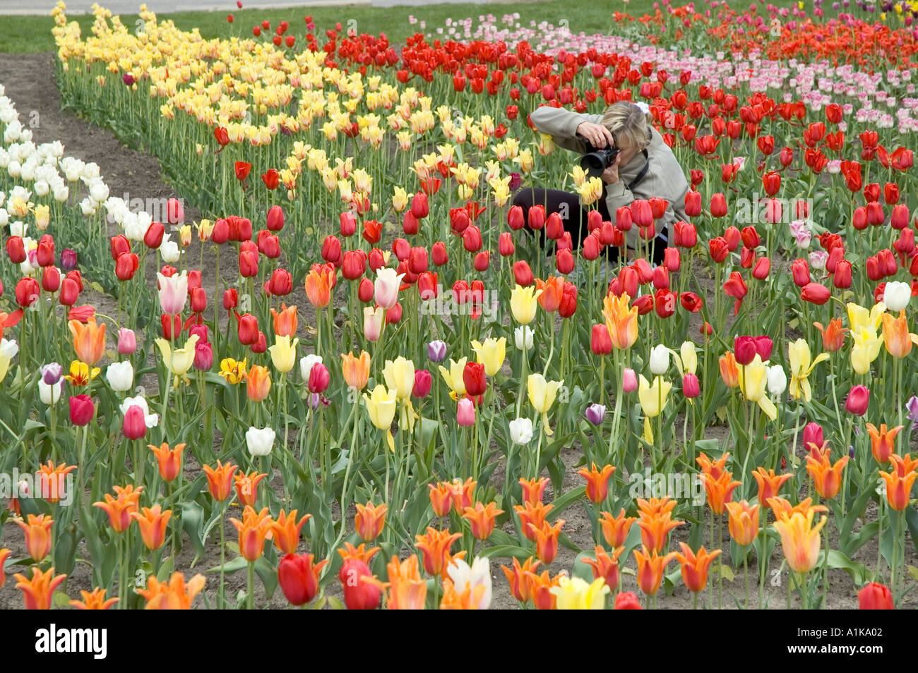 Holland Michigan Tulip Festival Stock Photo - Alamy