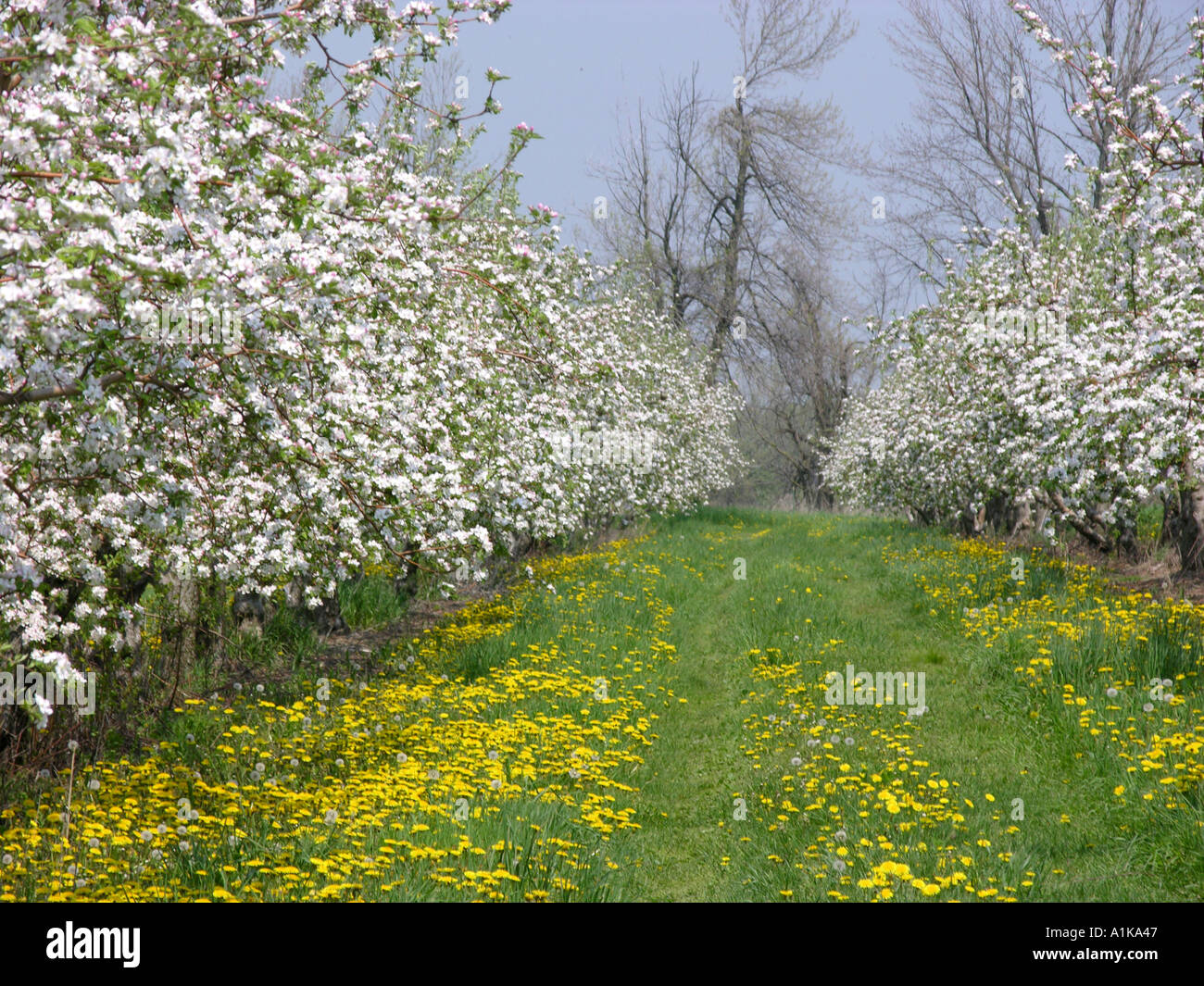 Michigan apple orchard with flower blossoms in full bloom Stock Photo ...