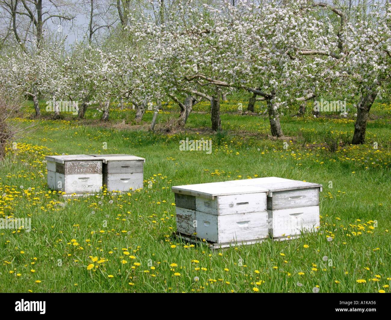 Bee hives for pollination are located in Michigan apple orchard with ...