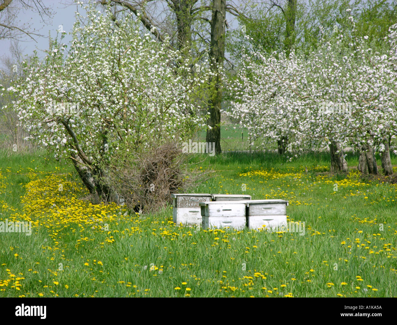 Bee hives for pollination are located in Michigan apple orchard with ...