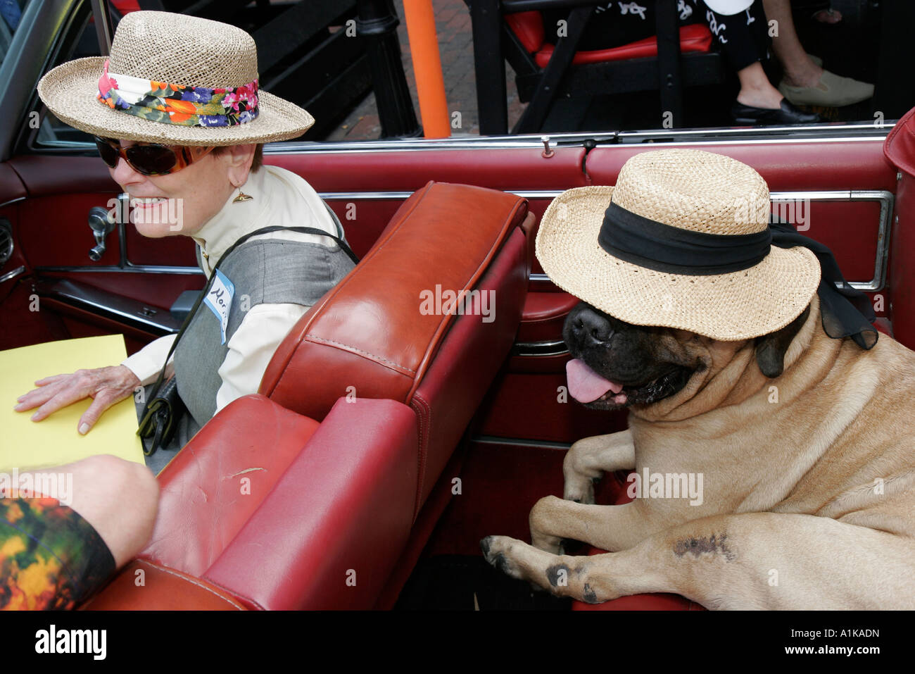 Florida Coconut Grove,King Mango Strut,annual satire parade,funny,humor ...