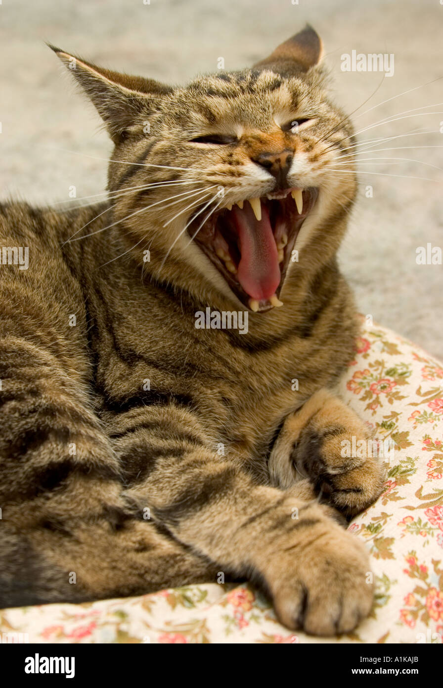 Chilin hi-res stock photography and images - Alamy