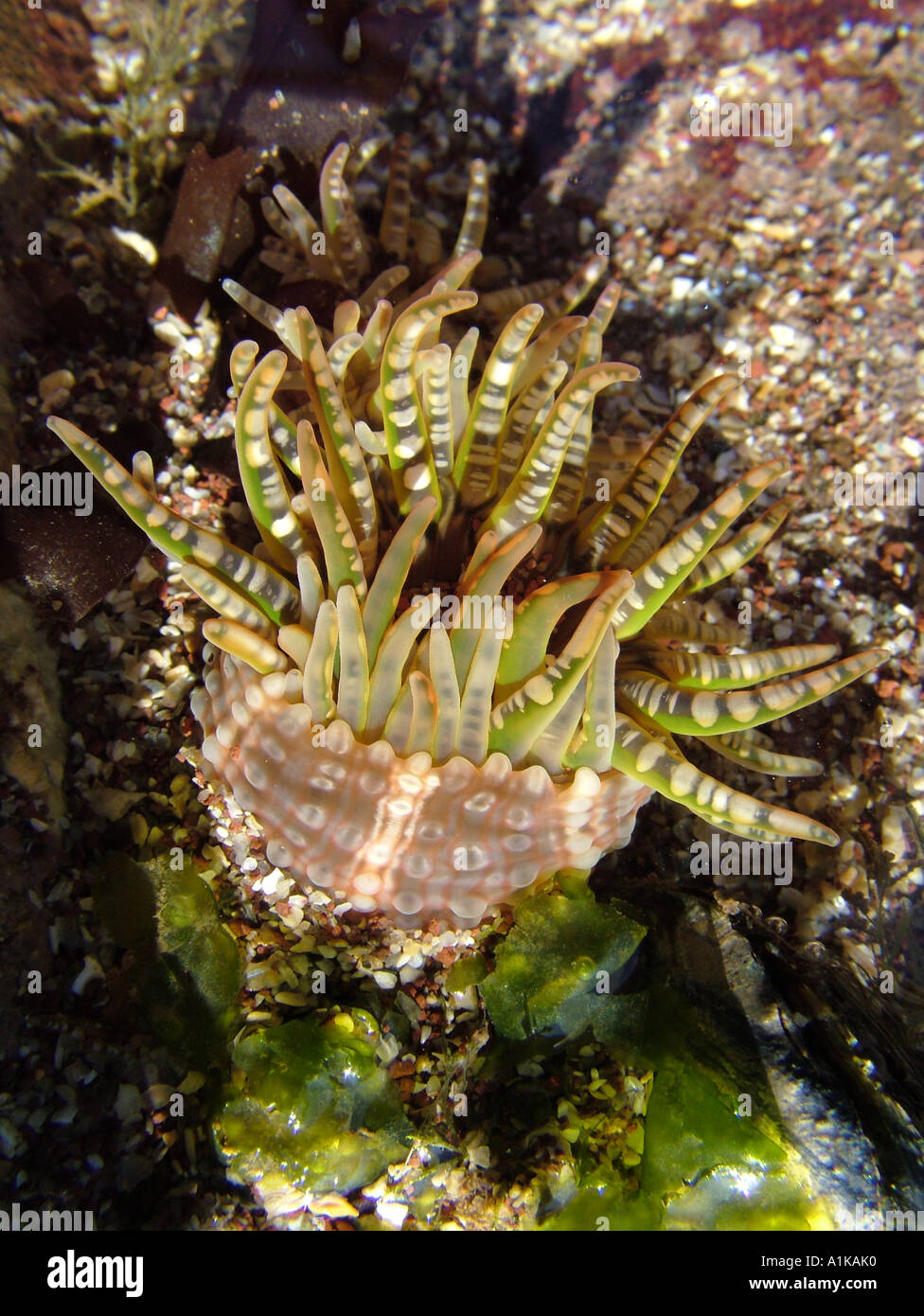 Gb Sea Anemone High Resolution Stock Photography and Images - Alamy