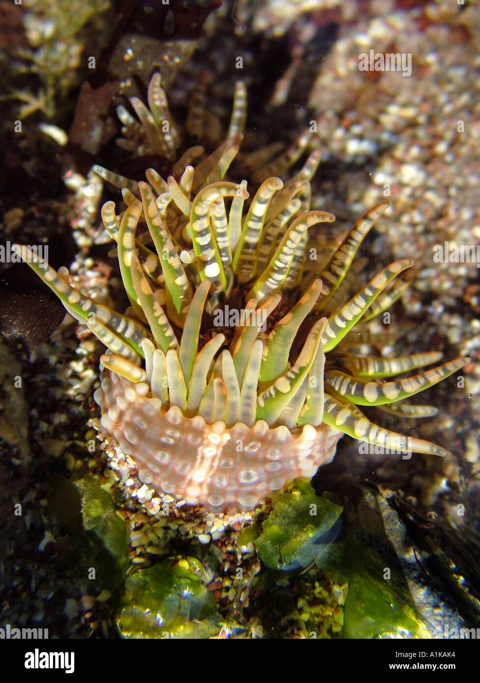 Gem anemone Aulactinia verrucosa Stock Photo - Alamy