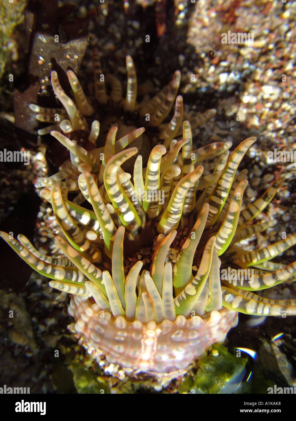 Gem anemone Aulactinia verrucosa Stock Photo - Alamy