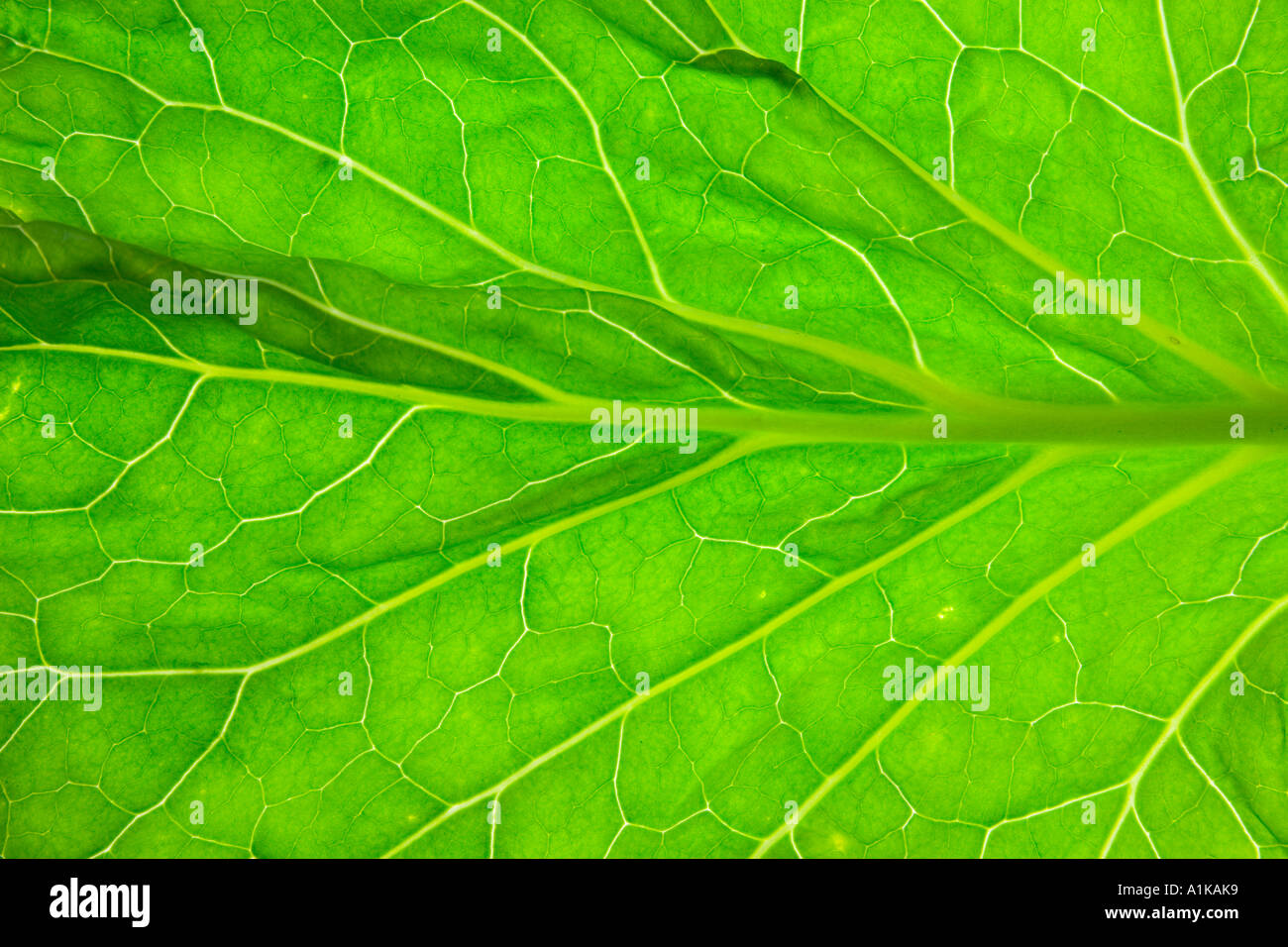 Detail of cabbage leaf Stock Photo - Alamy