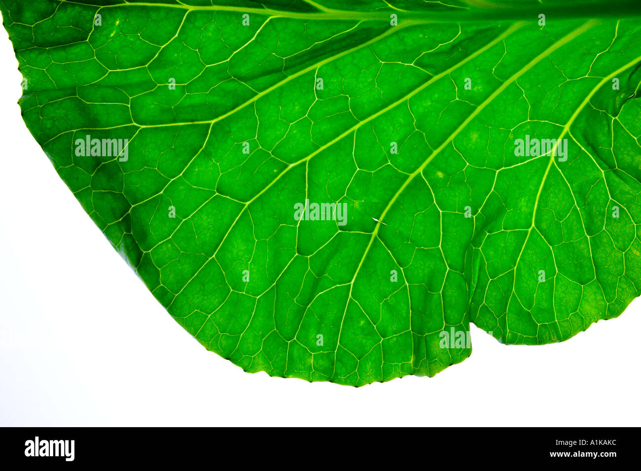 Cabage detail hi-res stock photography and images - Alamy