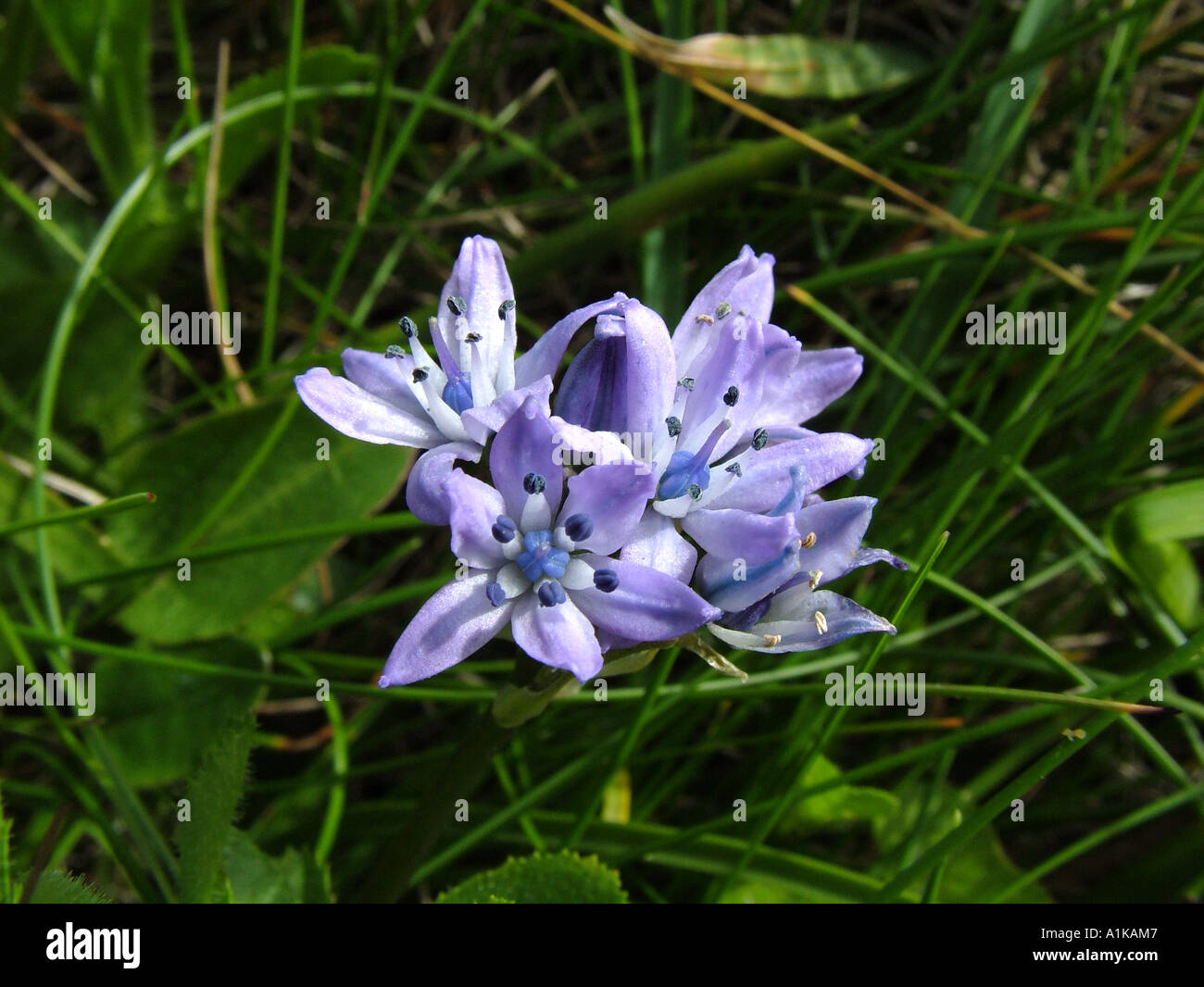 Maritime scilla hi-res stock photography and images - Alamy