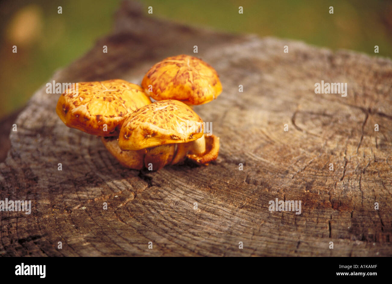 Wild Mushrooms. Wisconsin Stock Photo - Alamy