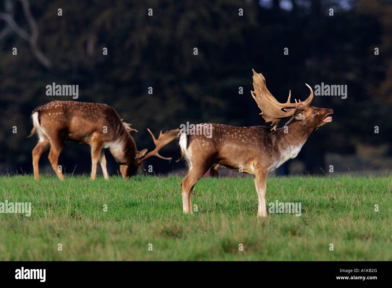 Belling fallow deer during the rut - male fallow deers (Cervus dama ...