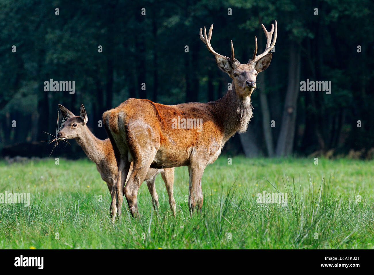 Young red stag with calf - red deer (Cervus elaphus Stock Photo - Alamy