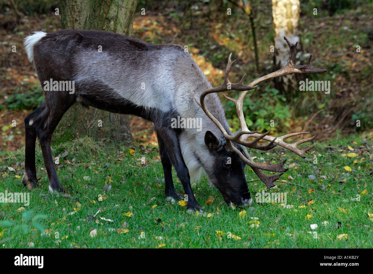 Male reindeer during the rut (Rangifer tarandus Stock Photo - Alamy