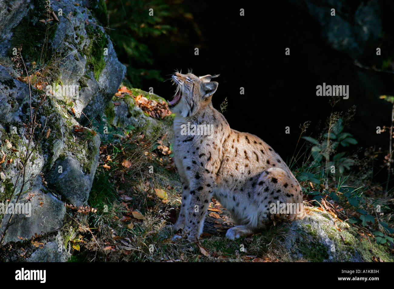 Yawning lynx sitting on a rock (Felis lynx) (Lynx lynx Stock Photo - Alamy
