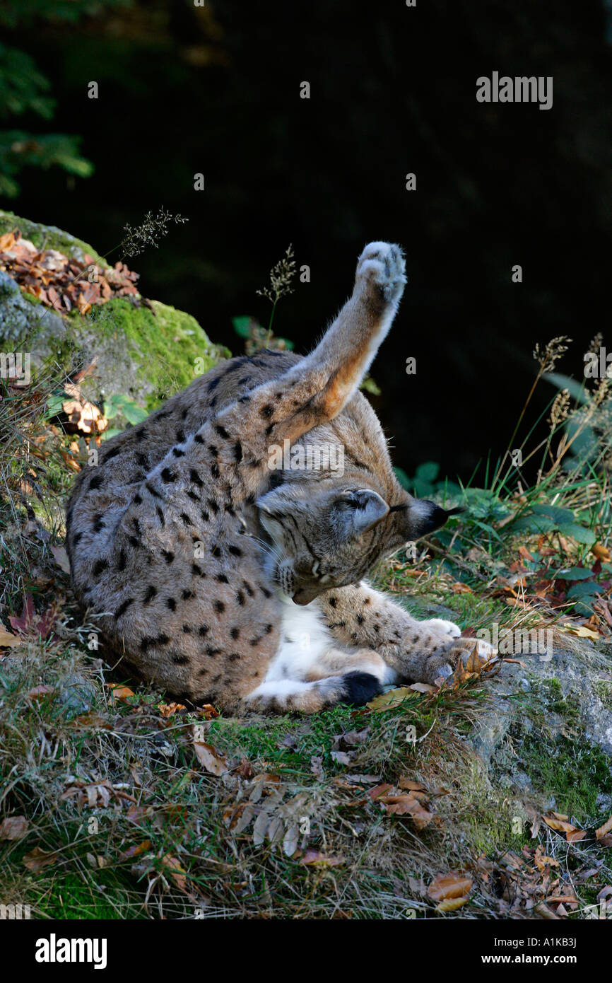 Lynx cleaning the coat (Felis lynx) (Lynx lynx Stock Photo - Alamy