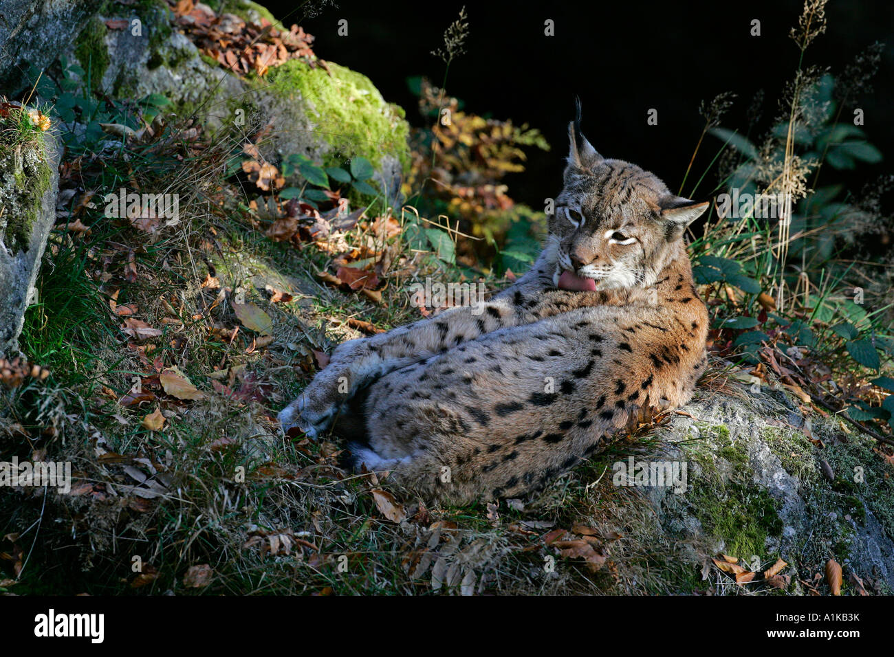 Lynx cleaning the coat (Felis lynx) (Lynx lynx Stock Photo - Alamy