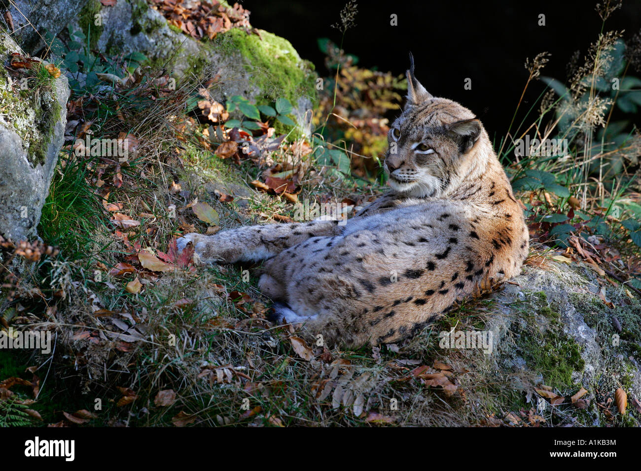 Lynx lying on a rock (Felis lynx) (Lynx lynx Stock Photo - Alamy