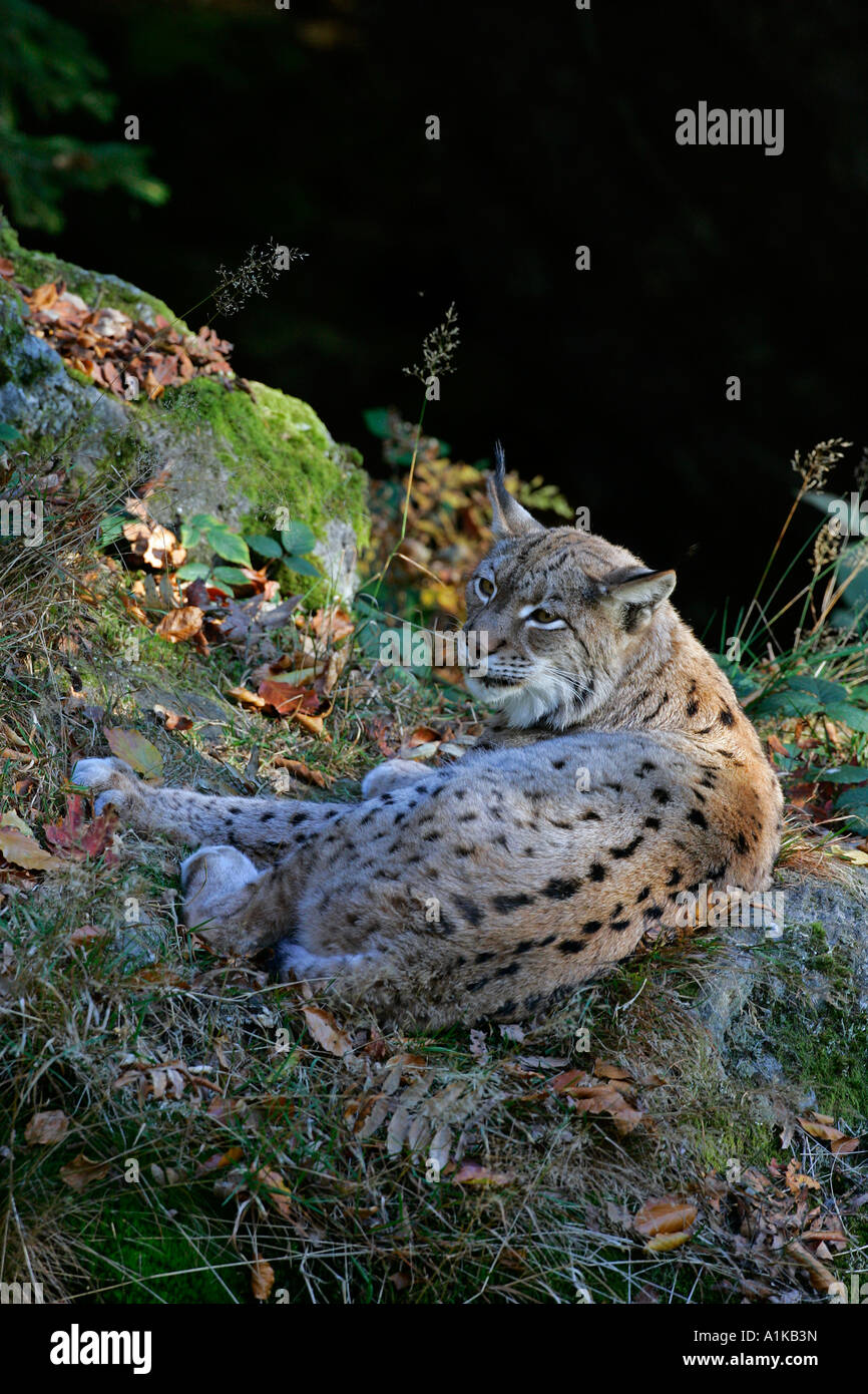 Lynx lying on a rock (Felis lynx) (Lynx lynx Stock Photo - Alamy
