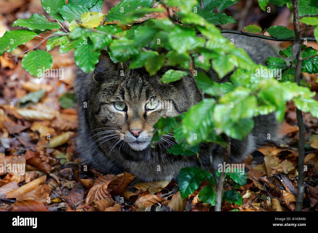 Wild cat hiding under a young beech tree (Felis silvestris Stock Photo ...