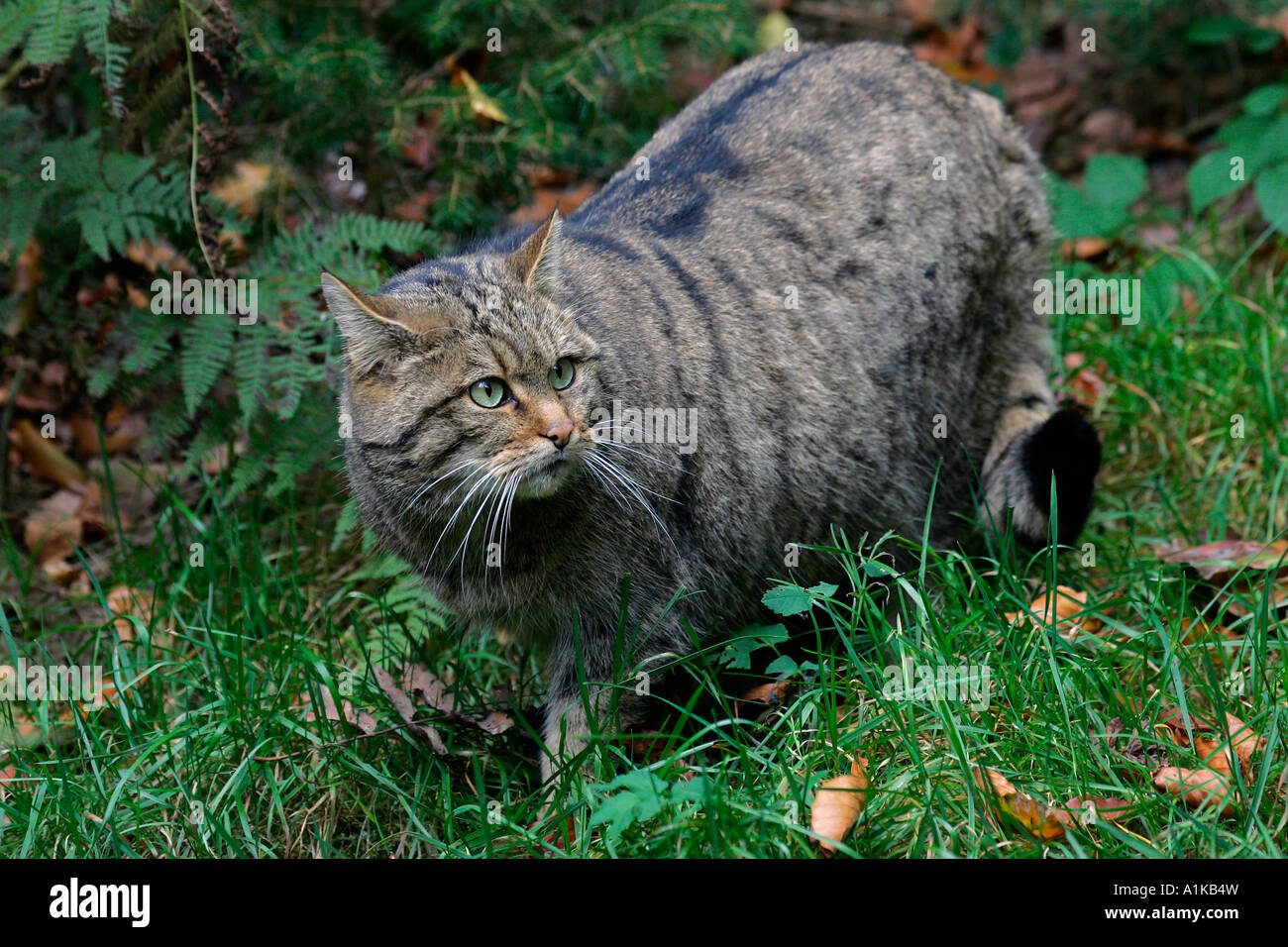 Cat creeping hi-res stock photography and images - Alamy