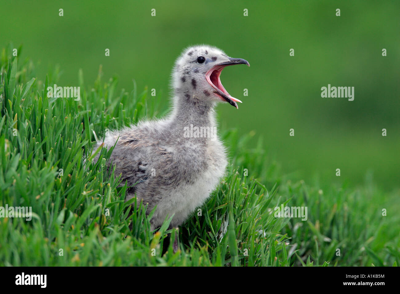 Herring gull - crying chick (Larus argentatus Stock Photo - Alamy