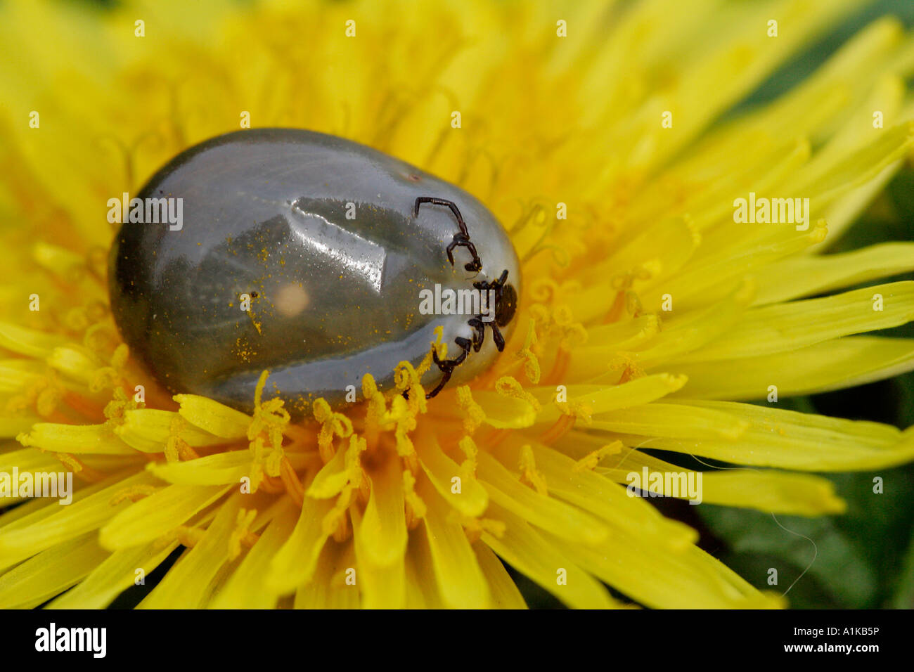 Castor bean tick - european sheep tick (Ixodes ricinus Stock Photo - Alamy