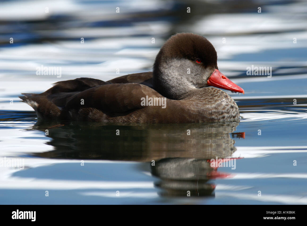 Red-crested Pochard (Netta rufina), male Stock Photo - Alamy