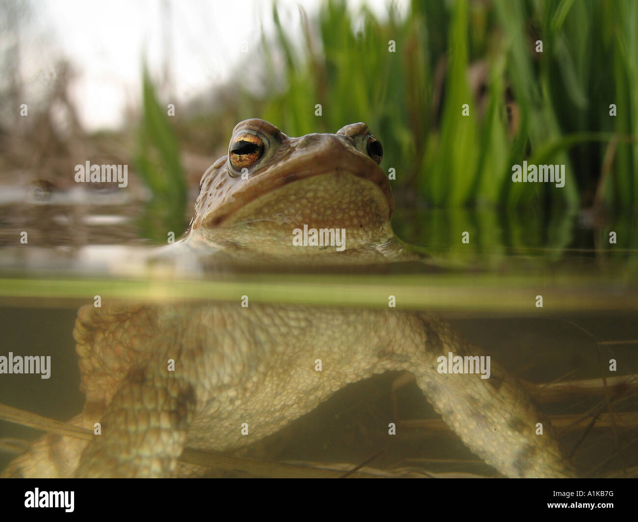 Toad common bufo underwater hi-res stock photography and images - Alamy