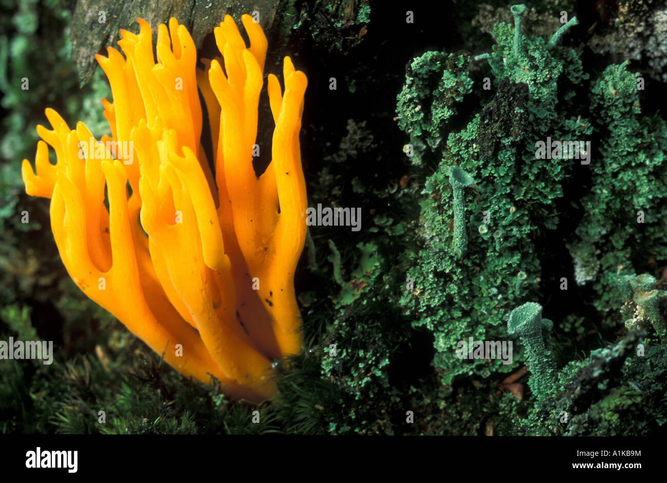 Mushroom (Calocera viscosa) and lichens Stock Photo - Alamy