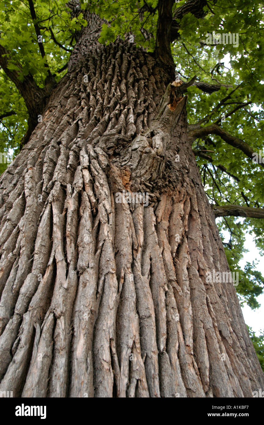 bark of oak tree Stock Photo - Alamy