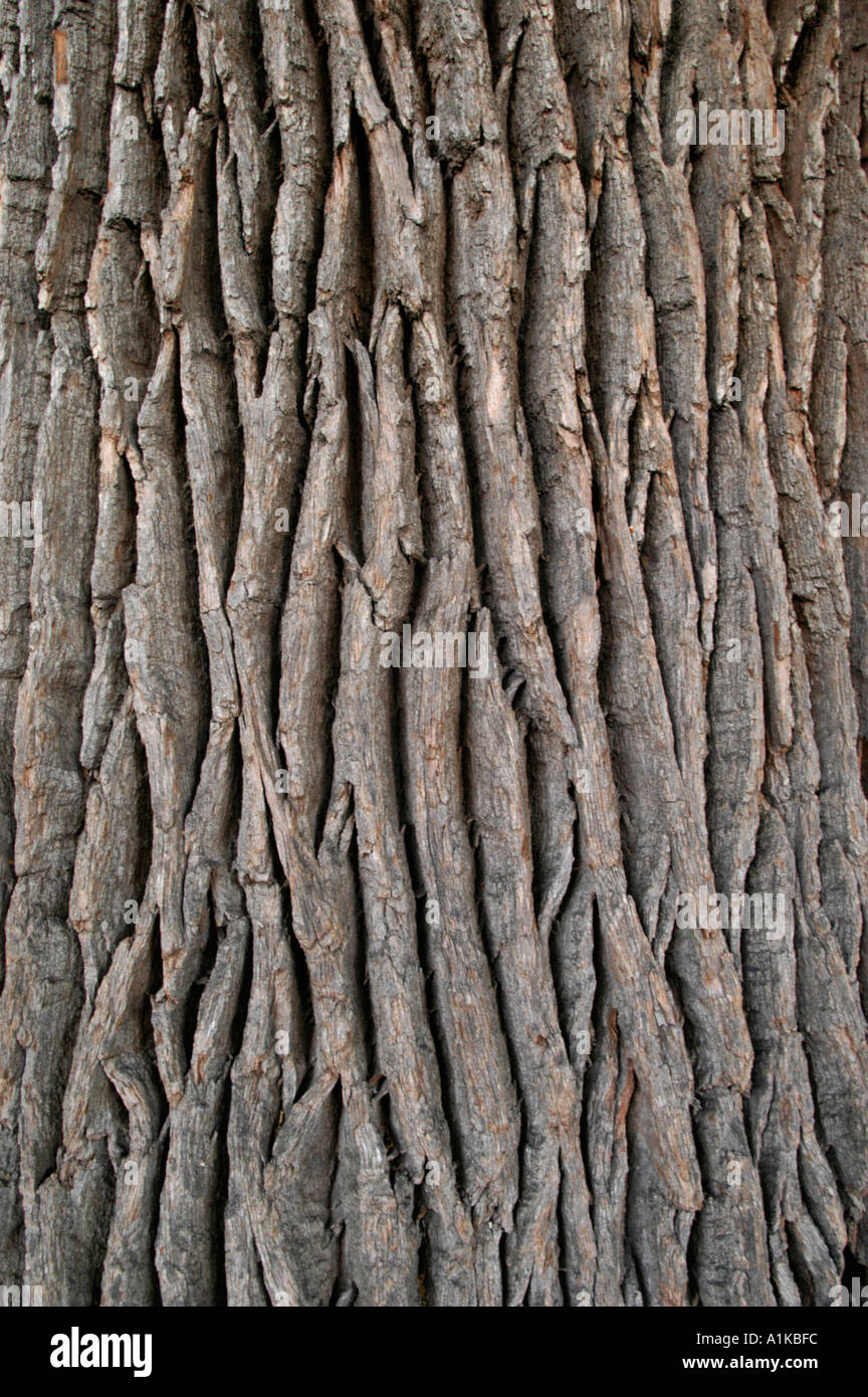 bark of oak tree Stock Photo - Alamy