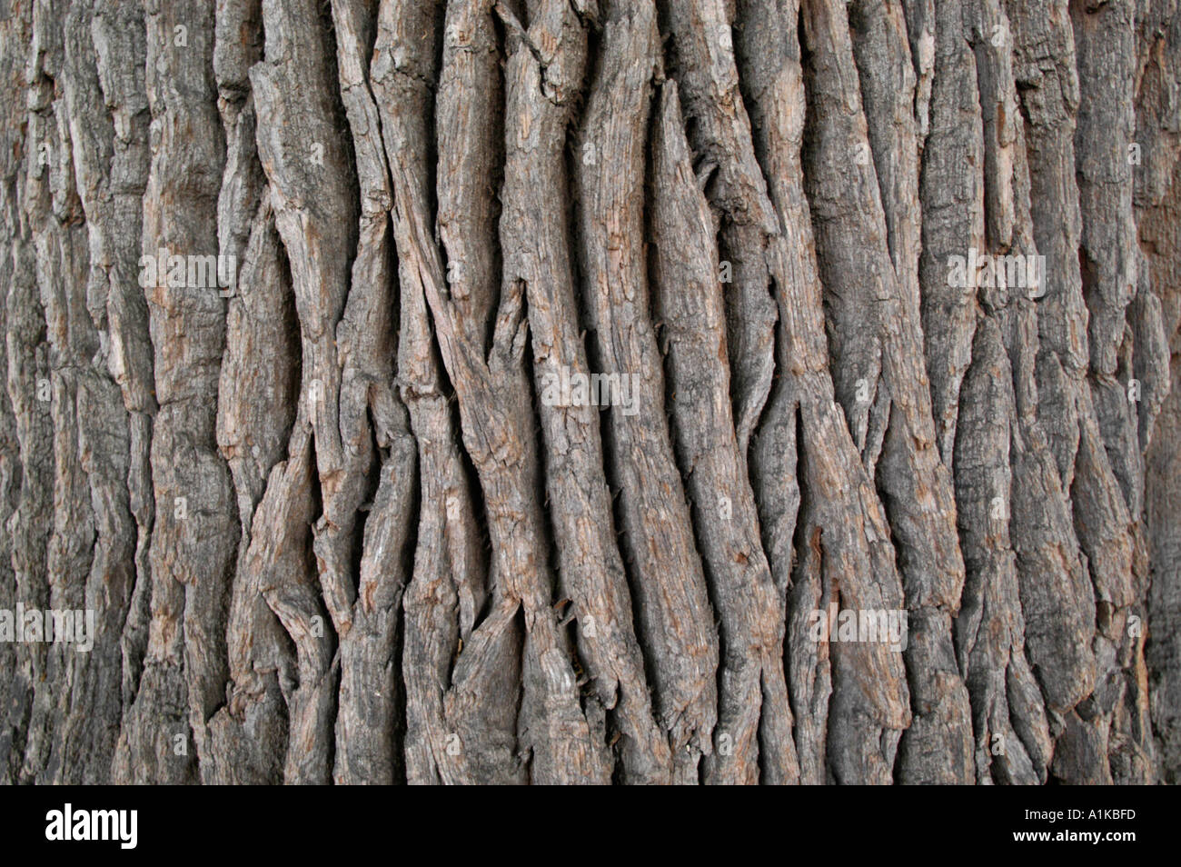 Bork oak tree hi-res stock photography and images - Alamy
