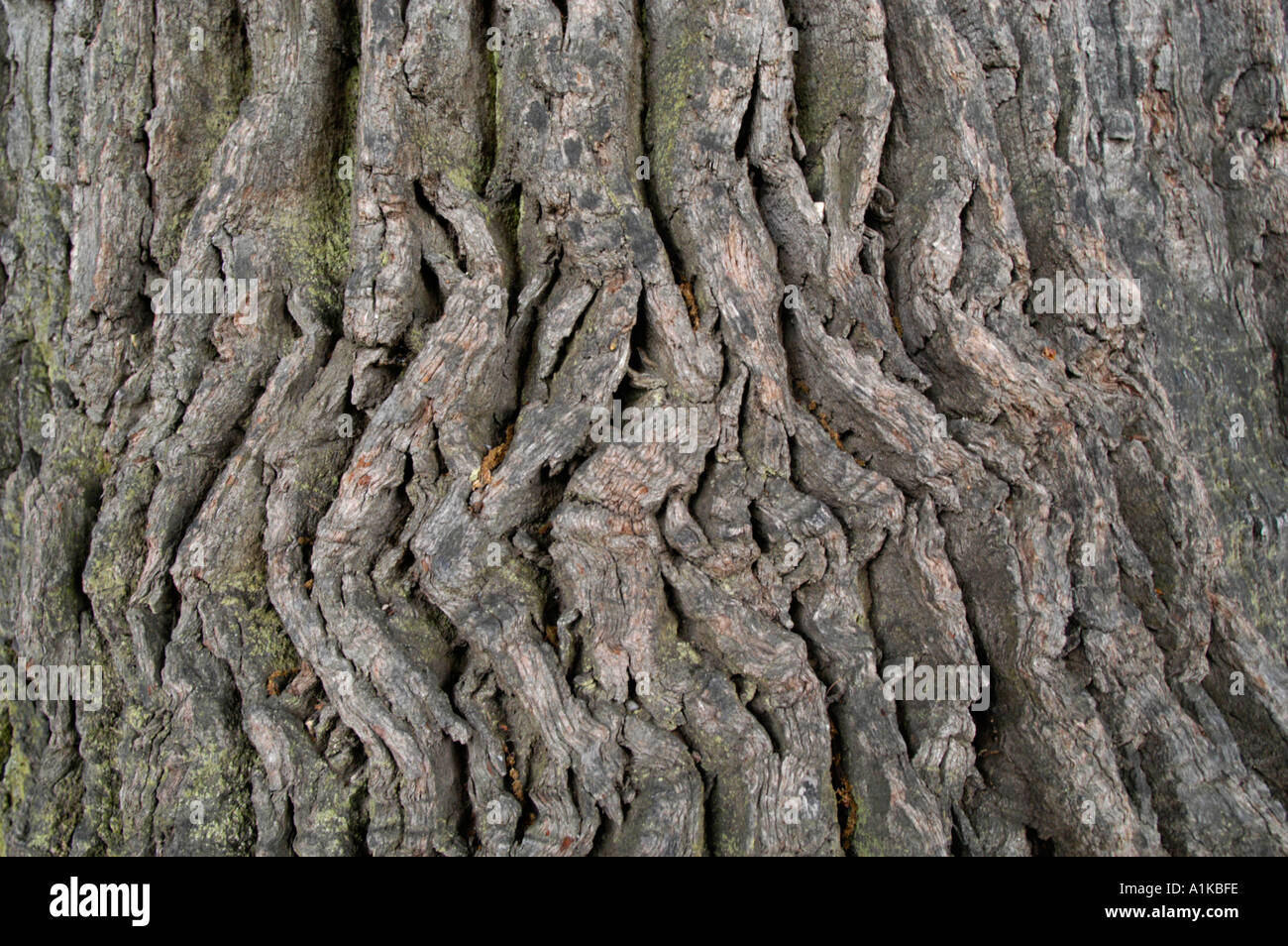 bark of oak tree Stock Photo - Alamy