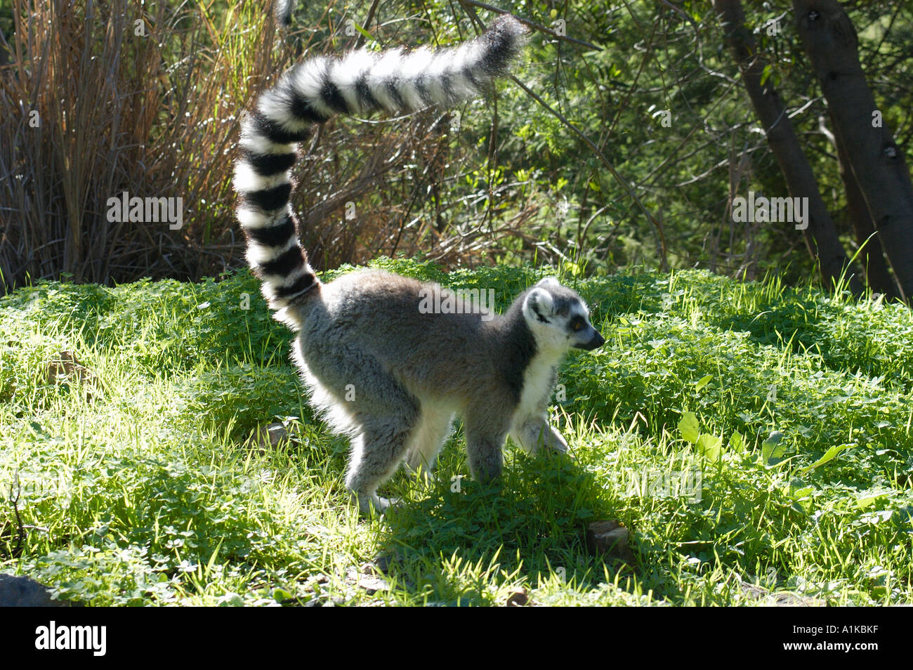 RING TAILED LEMUR WITH HIGH TAIL Stock Photo - Alamy