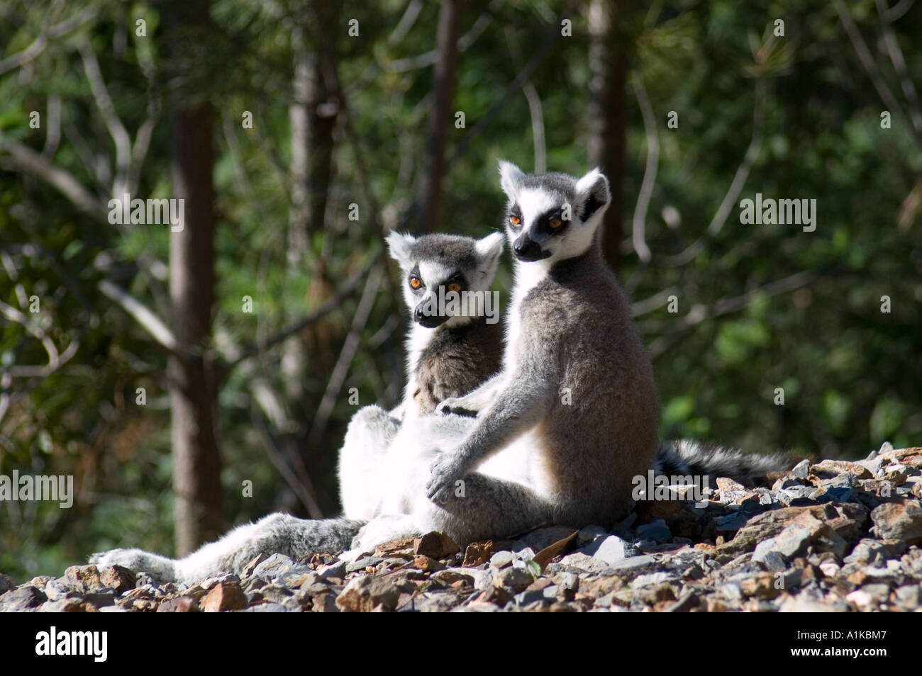 RING TAILED LEMURS SITTING Stock Photo - Alamy