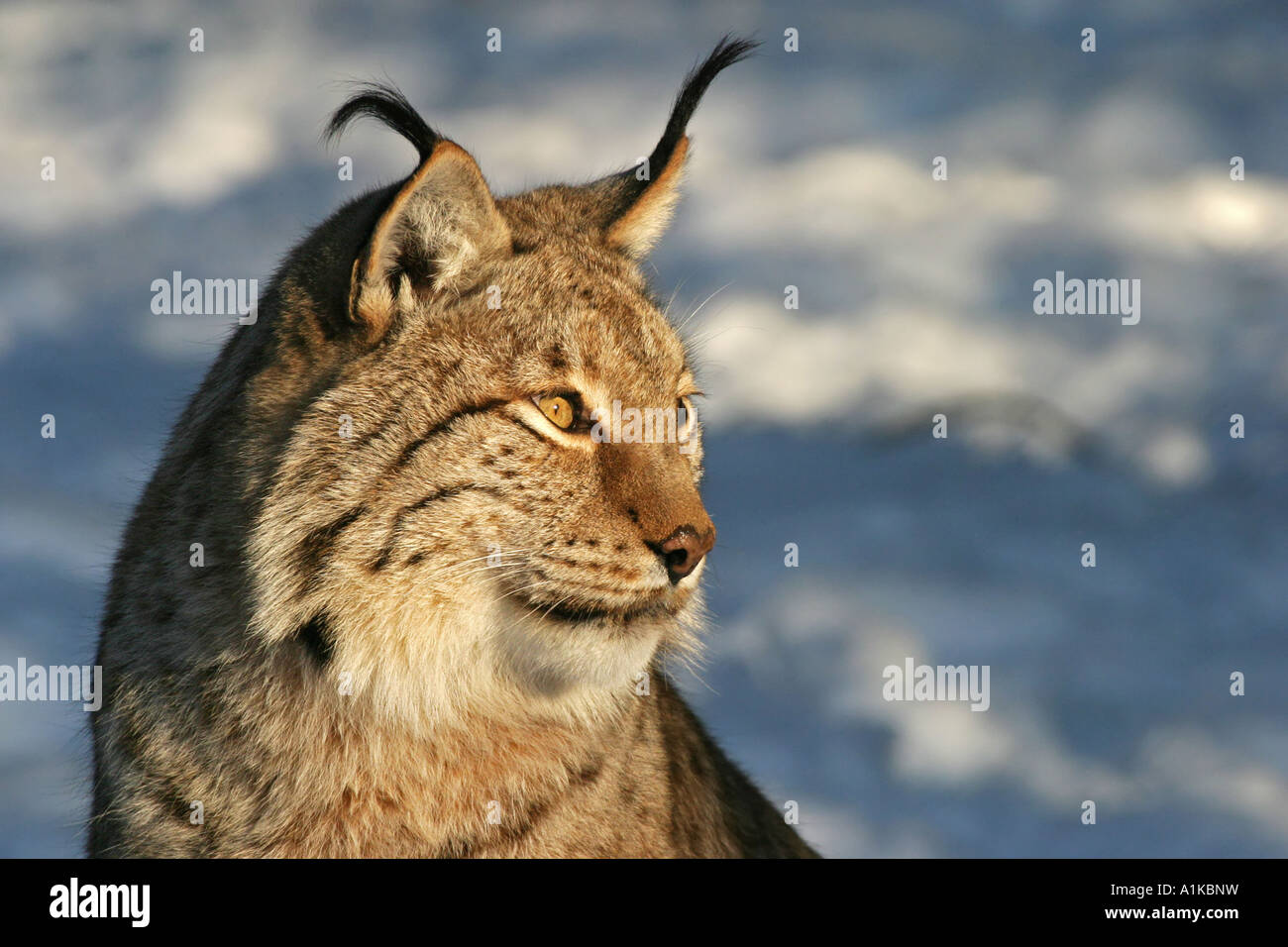European lynx in snow. (Lynx lynx Stock Photo - Alamy