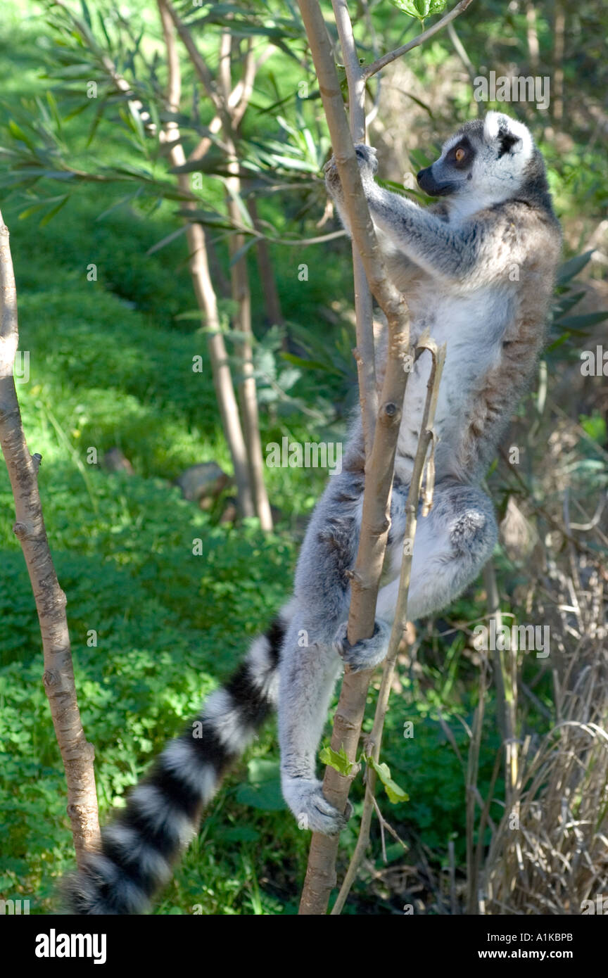 RING TAILED LEMUR CLIMBING Stock Photo - Alamy