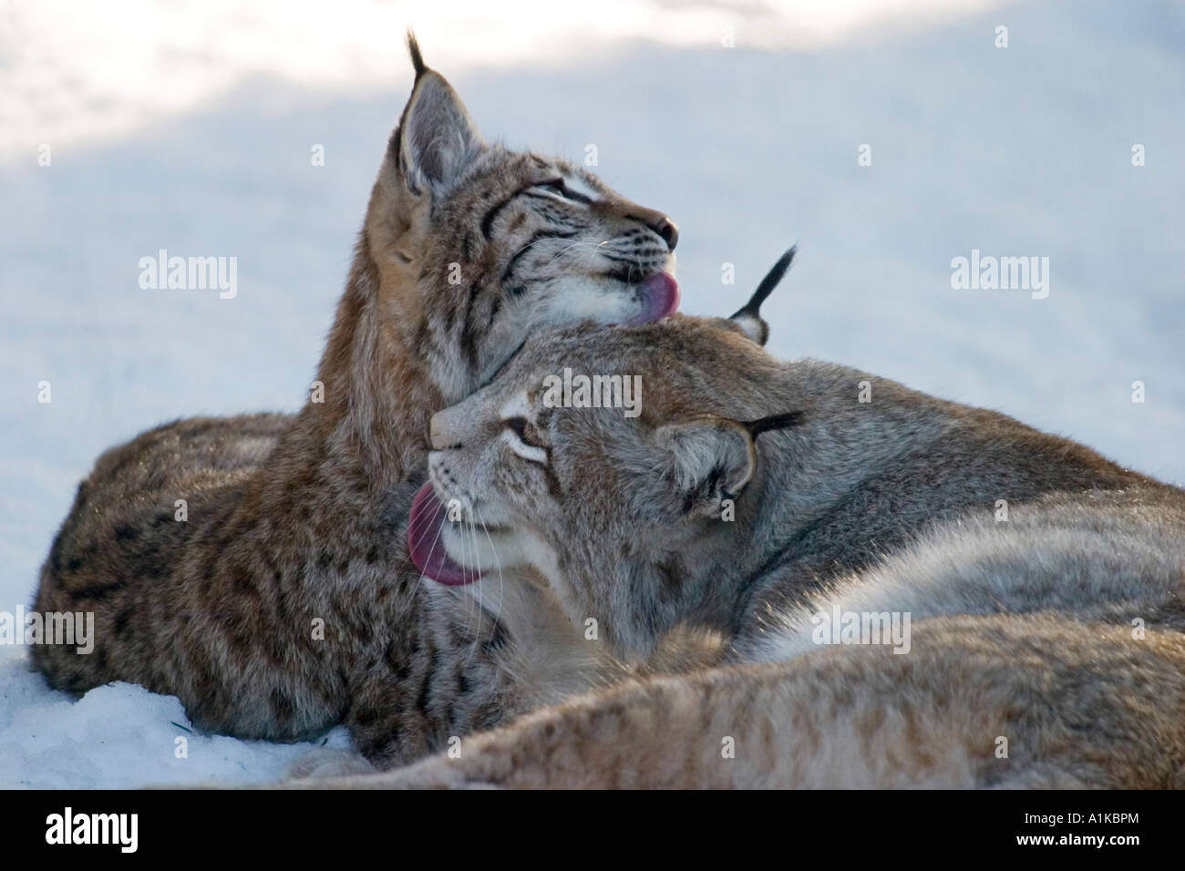 Lynx mother is licking her kid (Lynx lynx)Bavaria, Germany Stock Photo ...