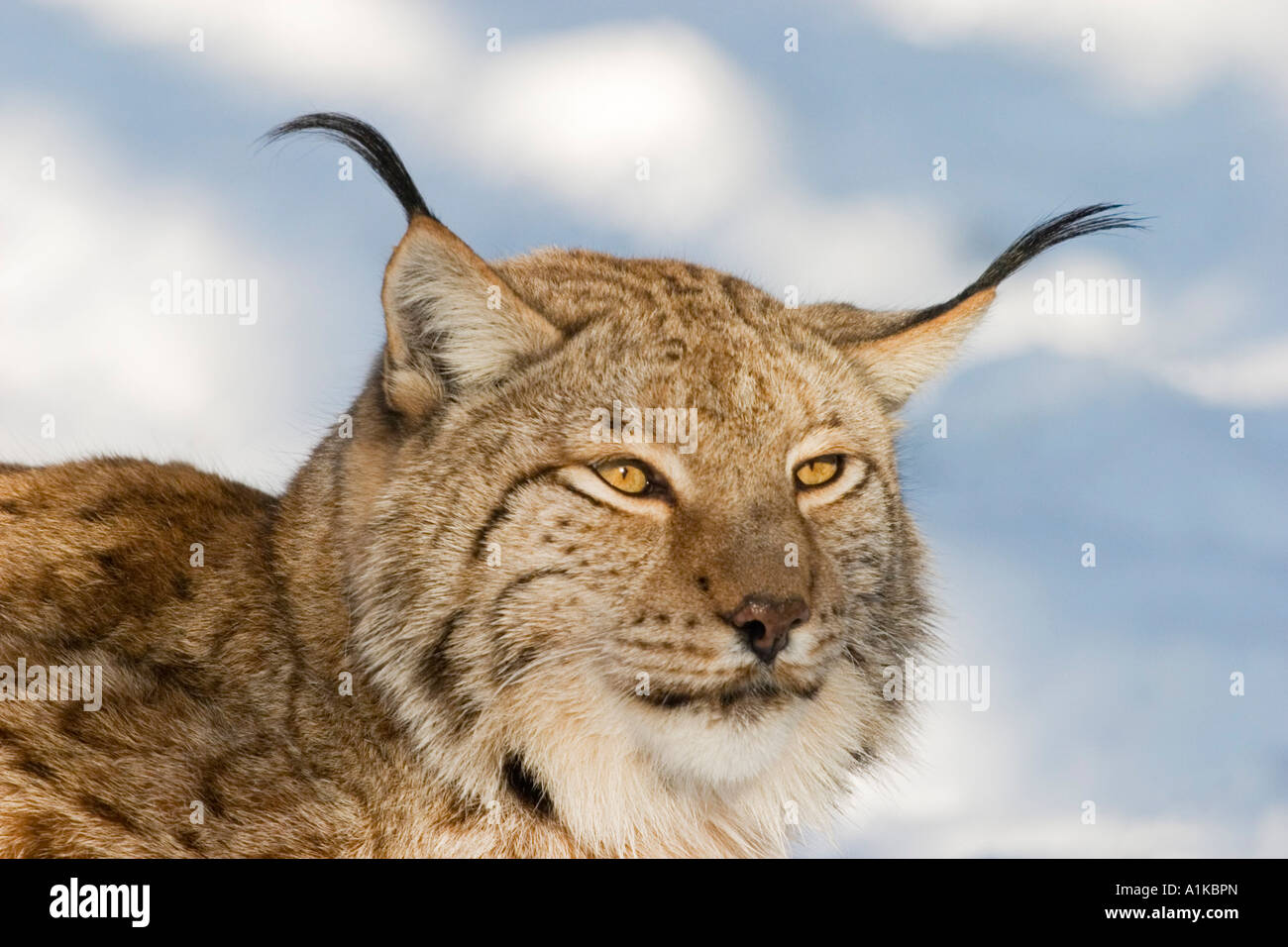 European lynx in snow (Lynx lynx)Bavaria, Germany Stock Photo - Alamy