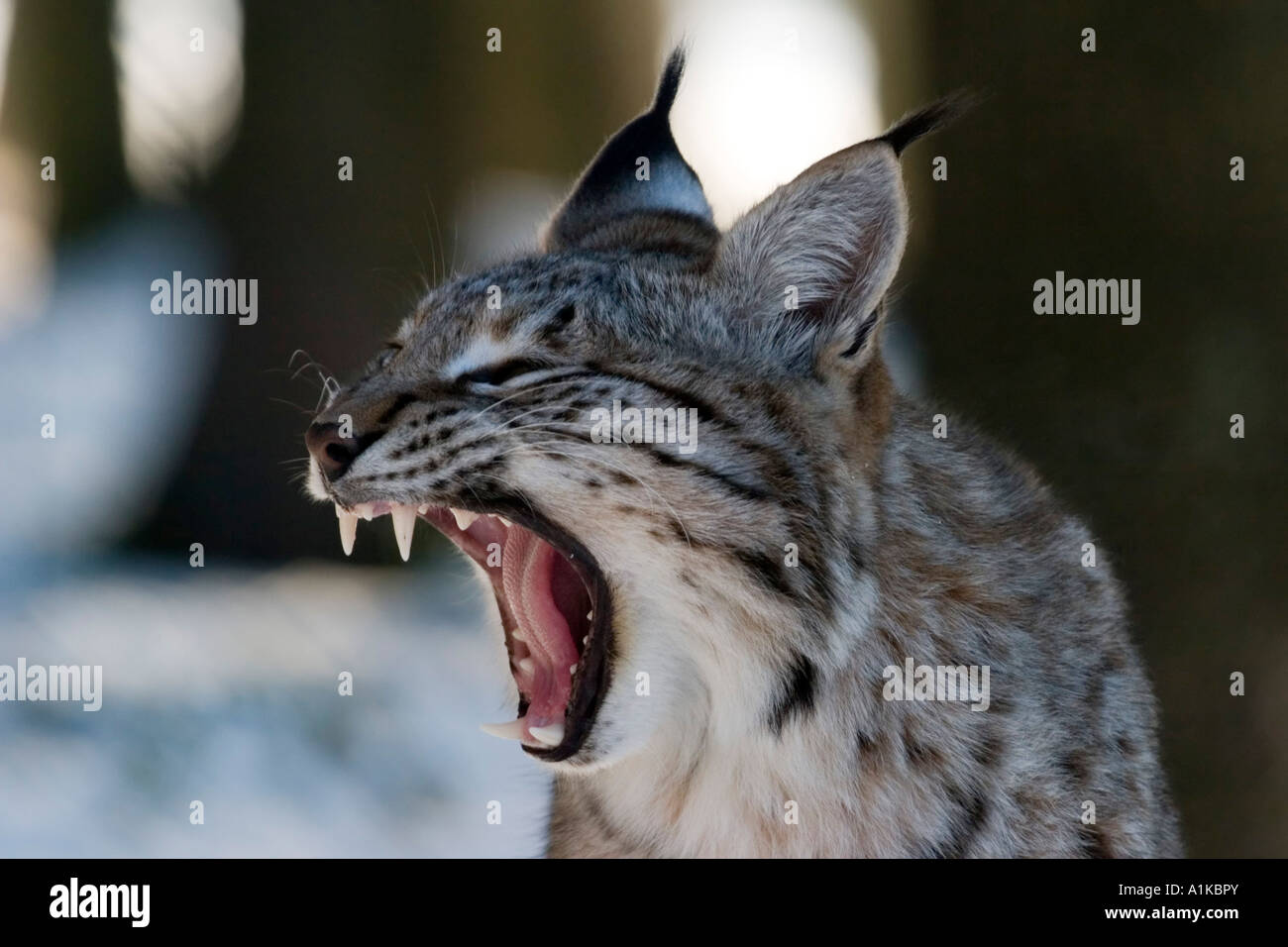 European lynx yawning in snow (Lynx lynx)Bavaria, Germany Stock Photo ...