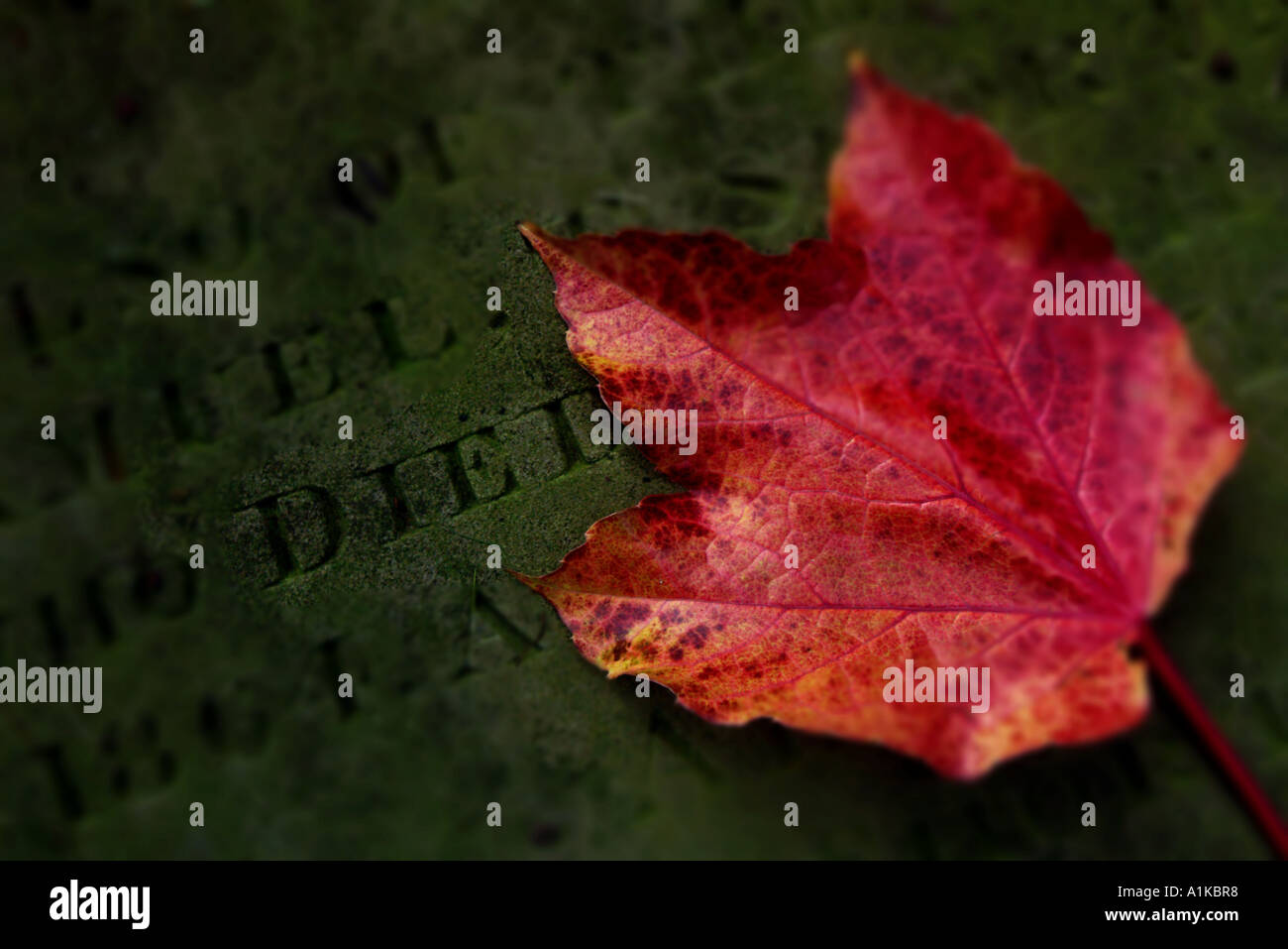 Red blood leaf hi-res stock photography and images - Alamy