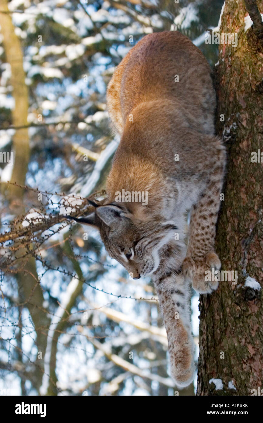 European lynx is climbing down a tree (Lynx lynx)Bavaria, Germany Stock ...