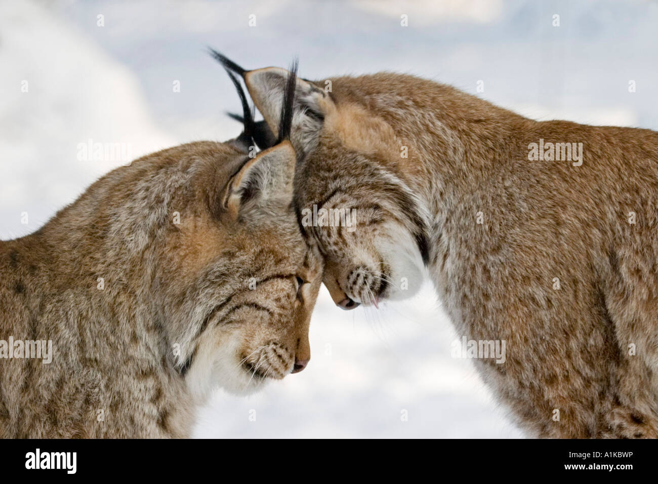 Two lynxes in love in winter - European lynx Stock Photo - Alamy