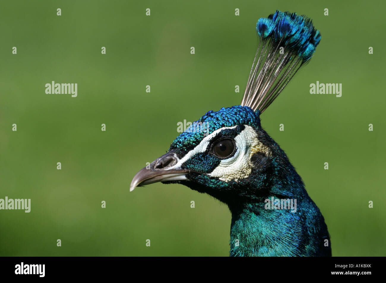 Peacock (Pavo cristatus), Indian peacock Stock Photo - Alamy