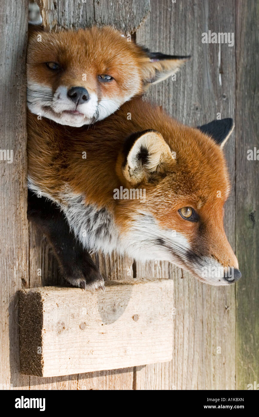 Two red (Vulpes vulpes) foxes . Bavaria, Germany Stock Photo - Alamy