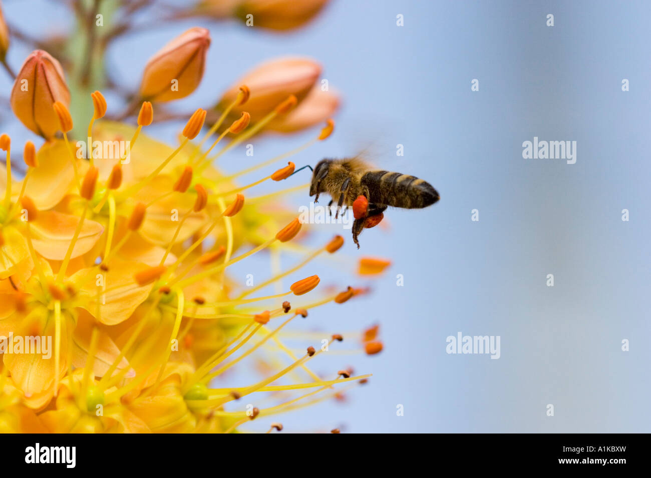 Bee looking for pollen to make honey Stock Photo - Alamy