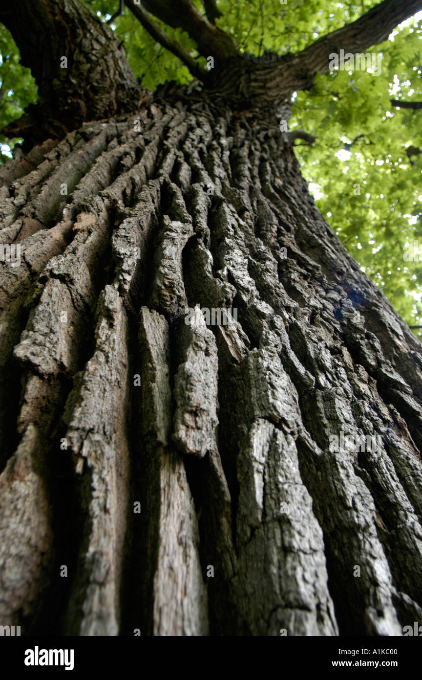 bark of oak tree Stock Photo - Alamy