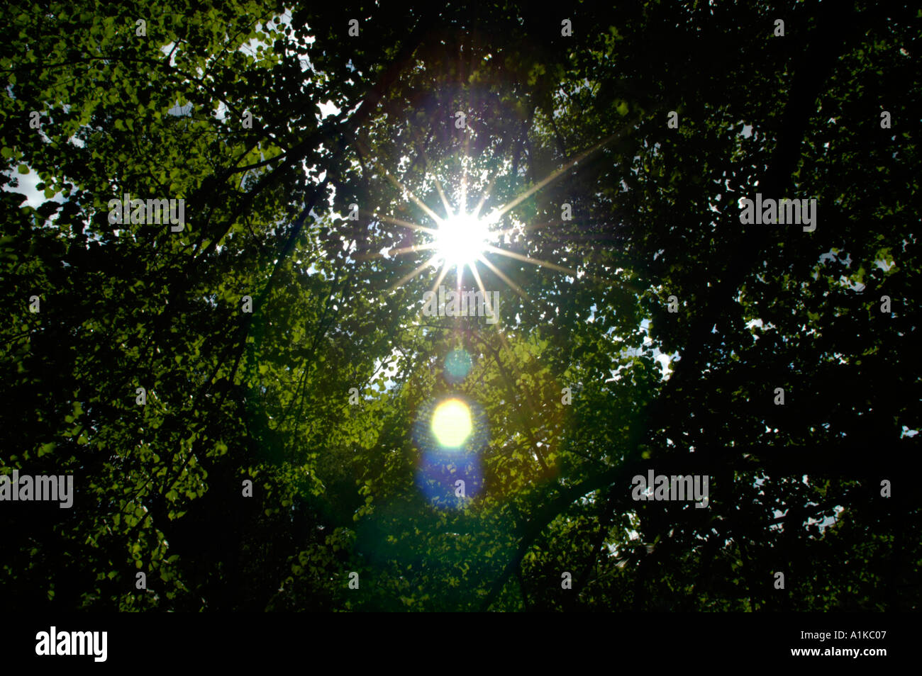 sunrays breaking through tree leaves Stock Photo - Alamy