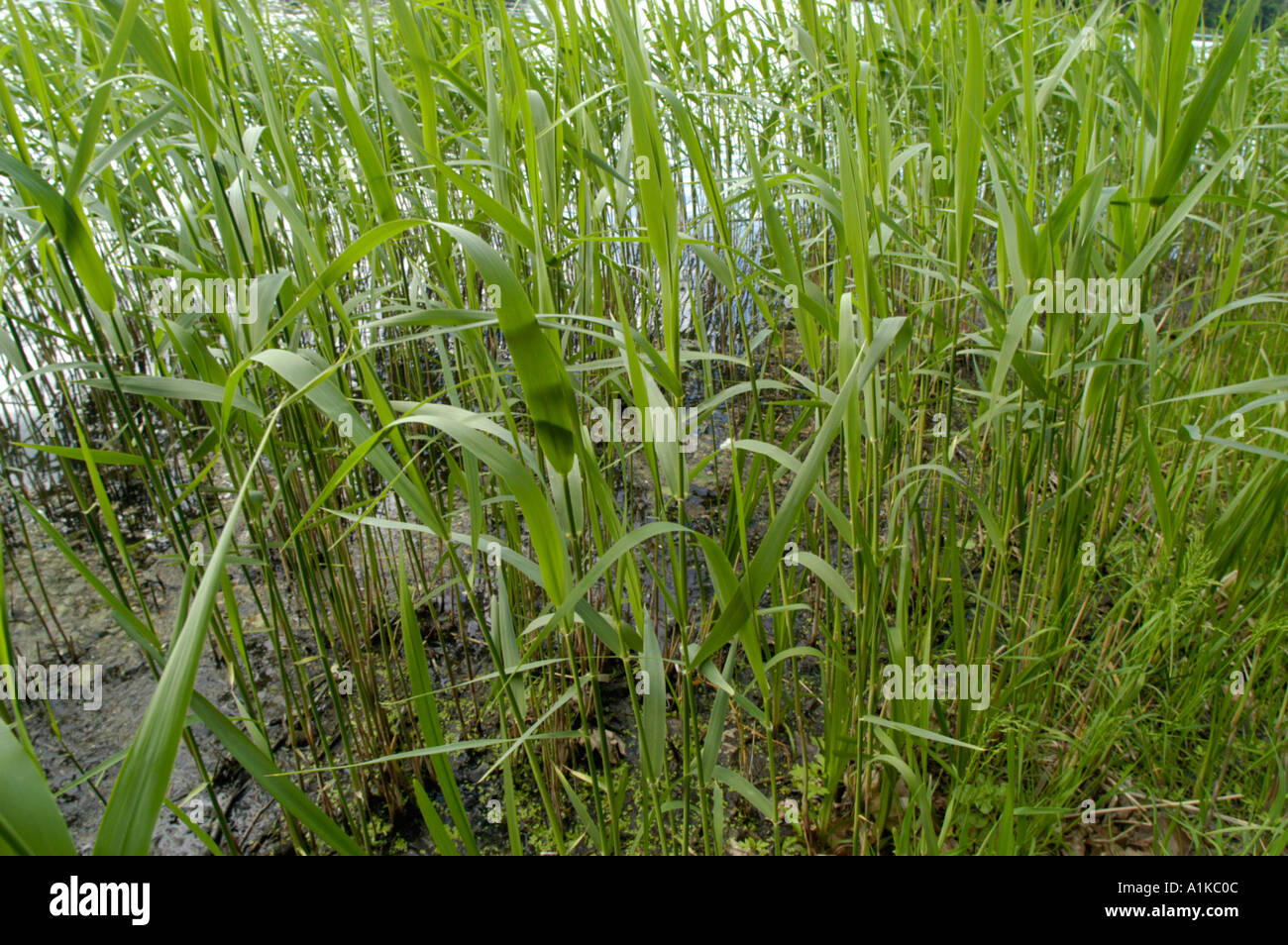 Reed water landscape hi-res stock photography and images - Alamy
